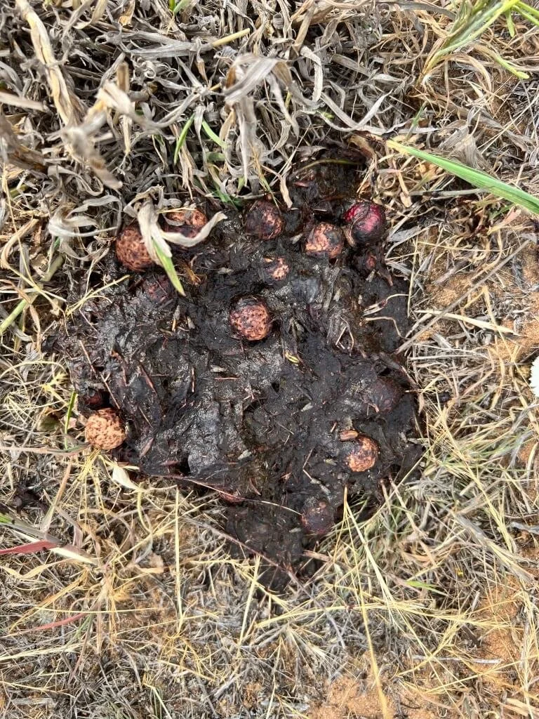 Emu poo filled with Quandongs — Mallee Conservation
