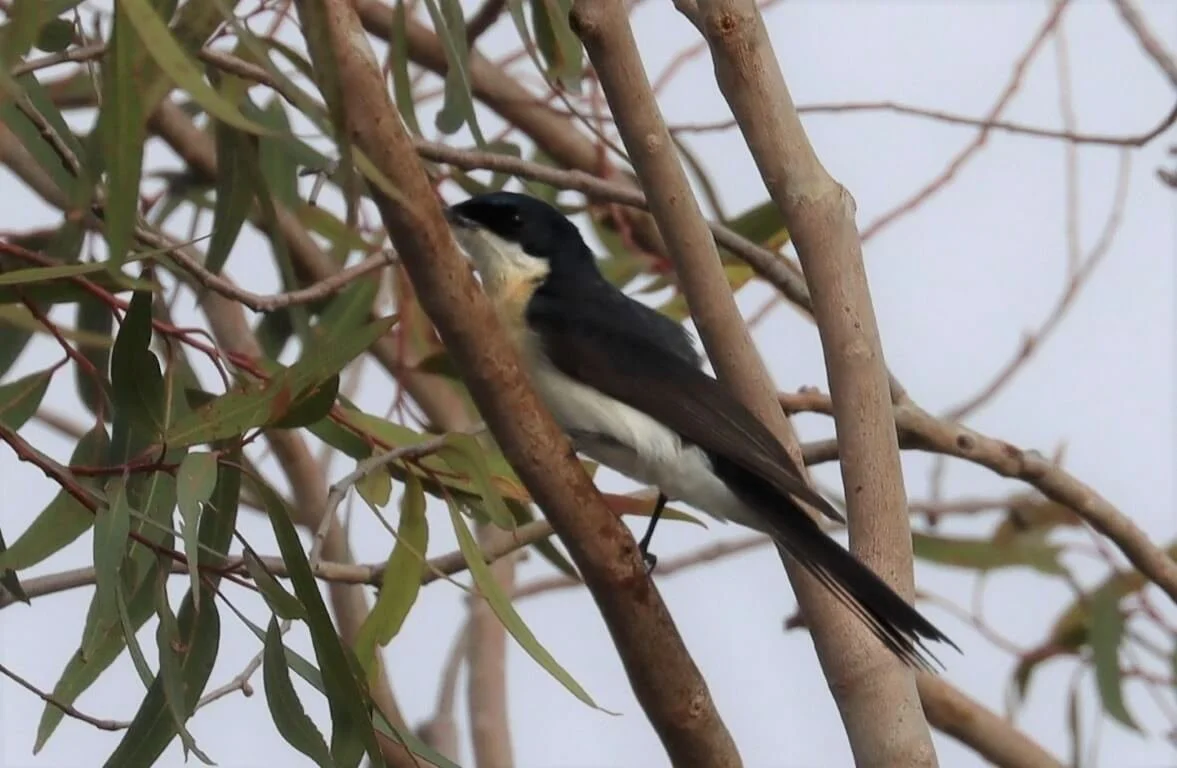 Fairywrens, Fantails and Monarchs — Mallee Conservation