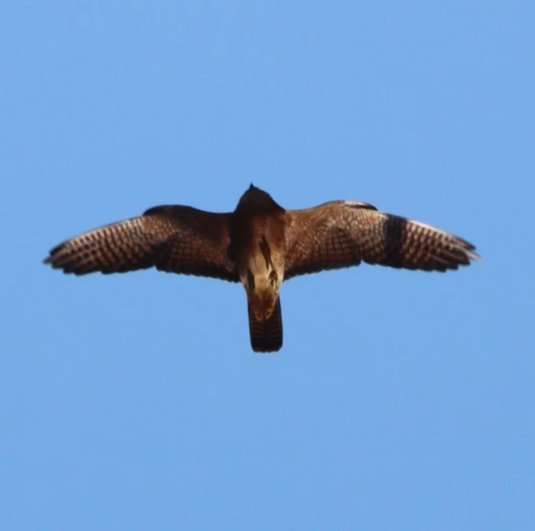 Raptors — Mallee Conservation