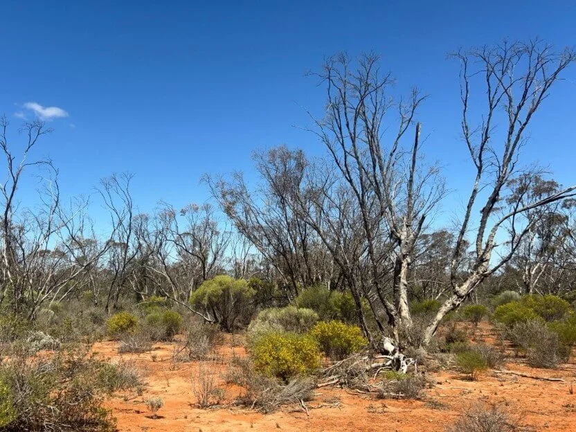 It takes a lot to kill a Mallee tree — Mallee Conservation