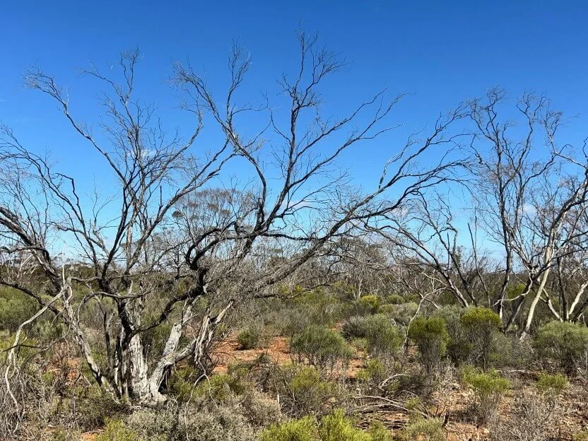 It takes a lot to kill a Mallee tree — Mallee Conservation