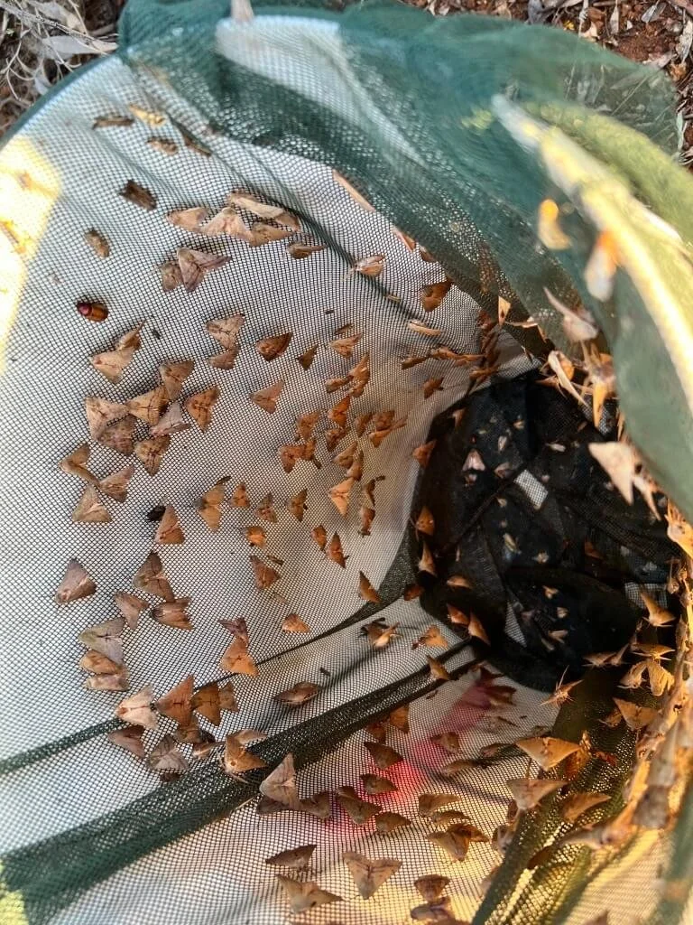 Can “no-kill” moth trapping be used for research? — Mallee Conservation