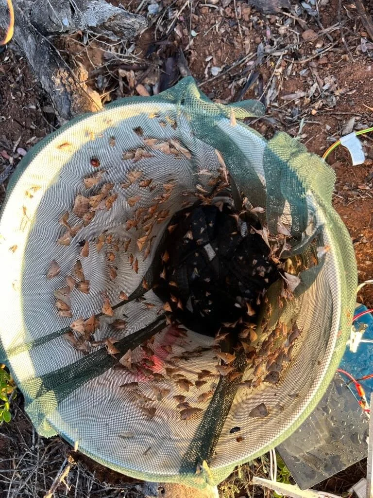 370 moths in a bucket — Mallee Conservation