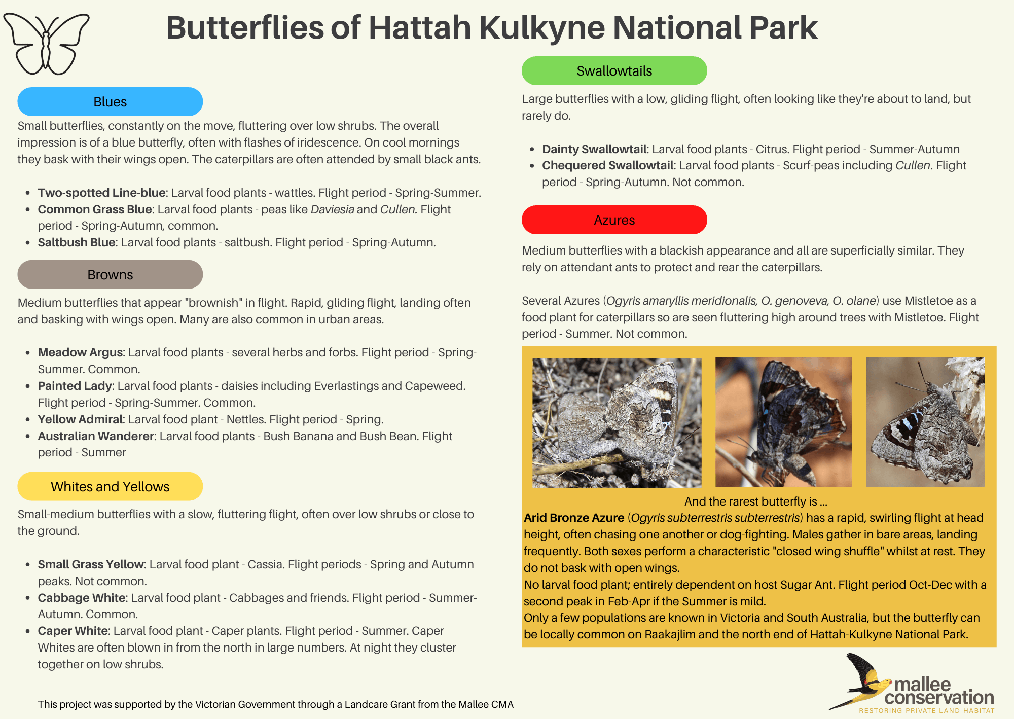 Spotting the rarest butterfly — Mallee Conservation