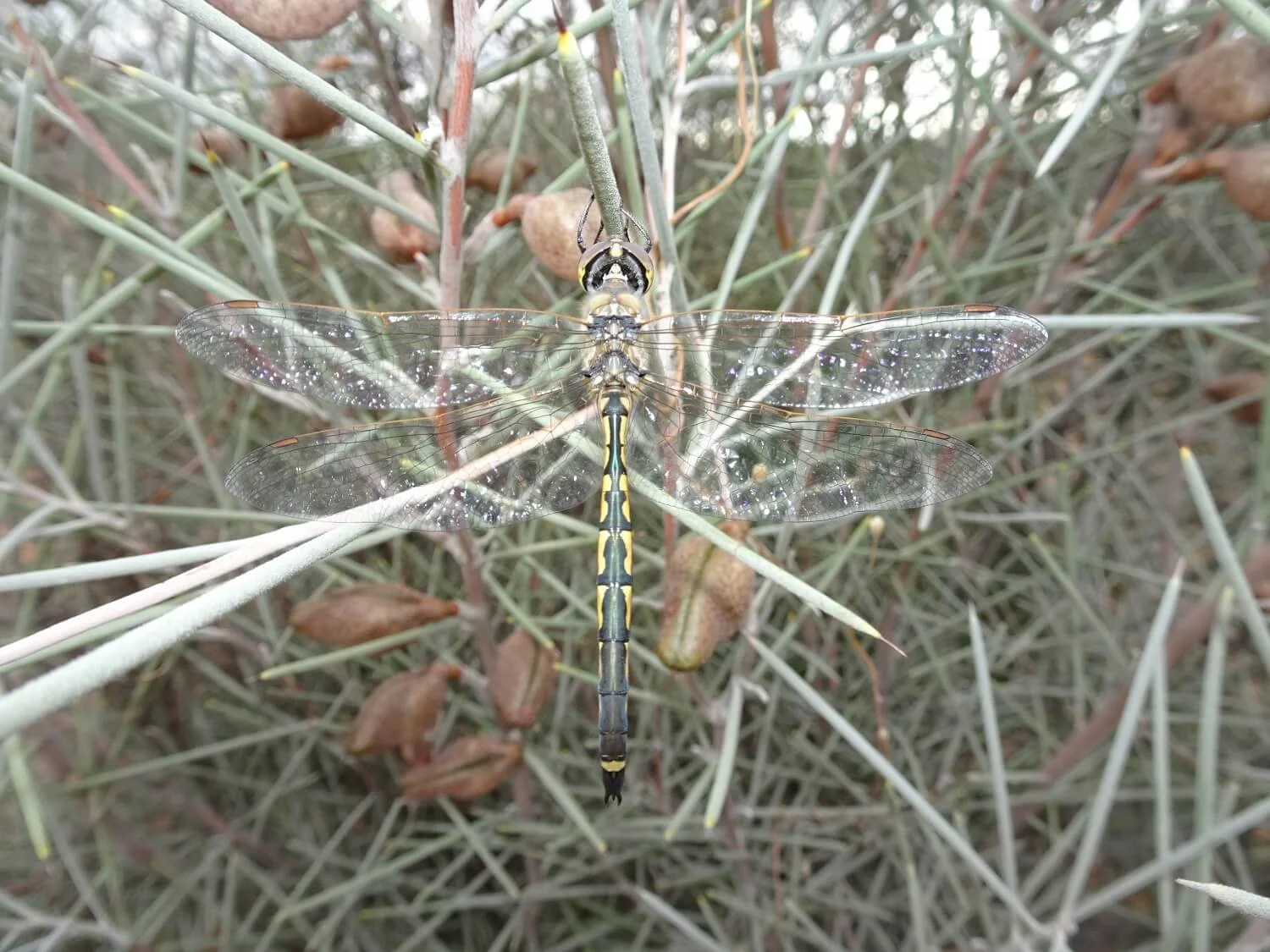 Dragonflies, Damselflies and carnivorous Mudeyes — Mallee Conservation