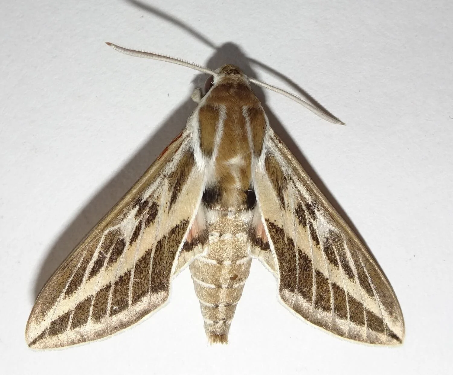 Tah Vine and Hawk Moths — Mallee Conservation