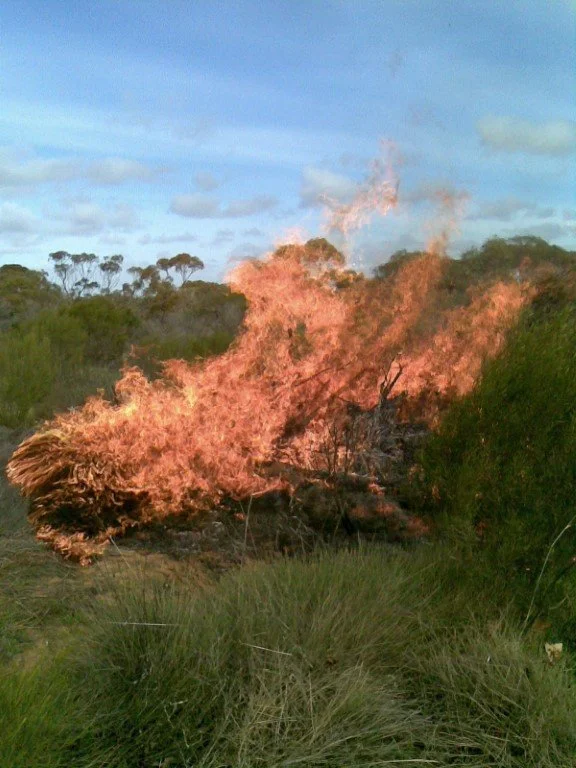 Buffel Grass- fires and biodiversity impacts — Mallee Conservation