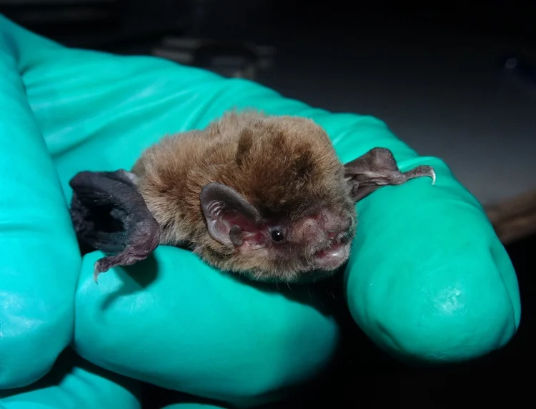 Bats in the Mallee — Mallee Conservation