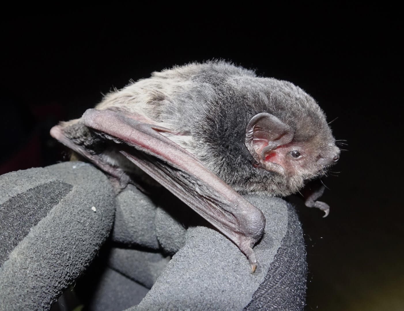 Bats in the Mallee — Mallee Conservation