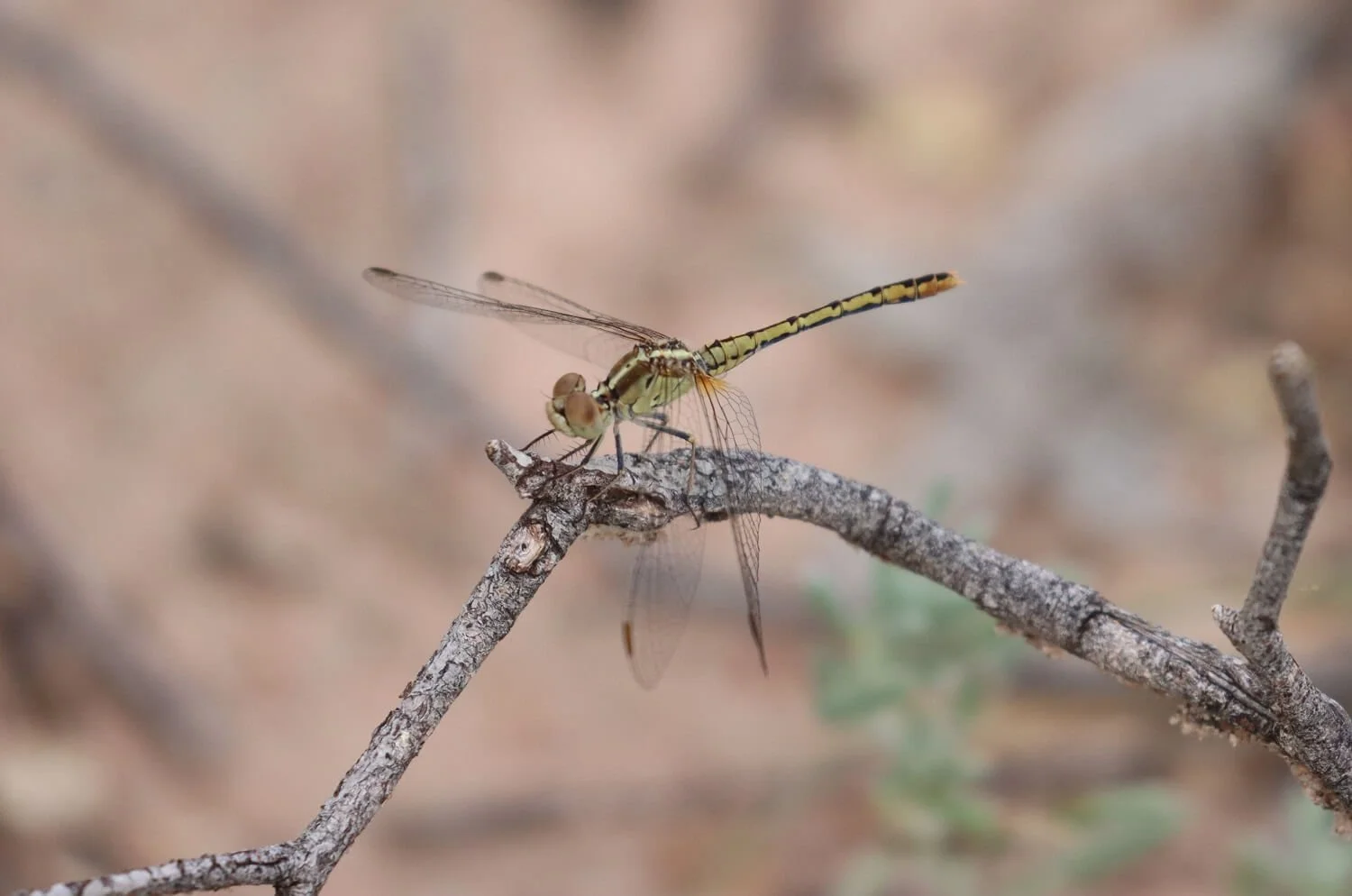 Dragonflies, Damselflies and carnivorous Mudeyes — Mallee Conservation