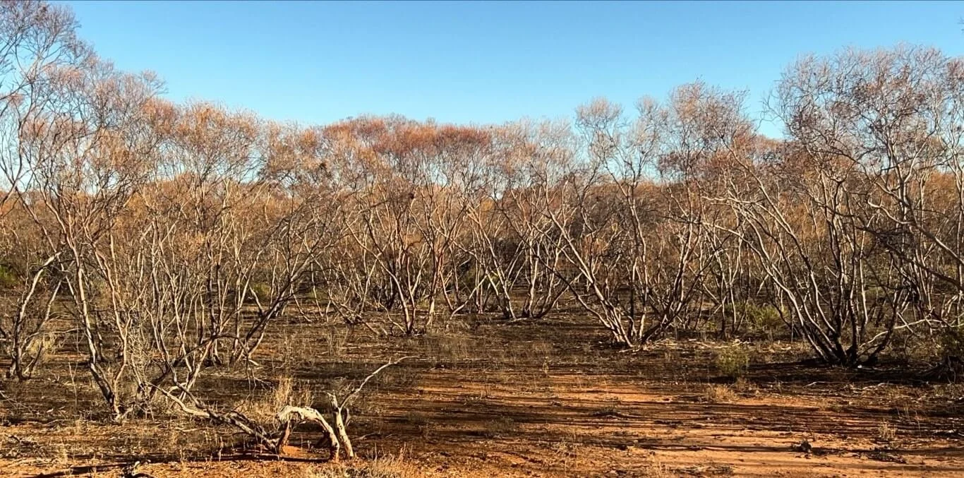 The Mallee Looper - project overview — Mallee Conservation