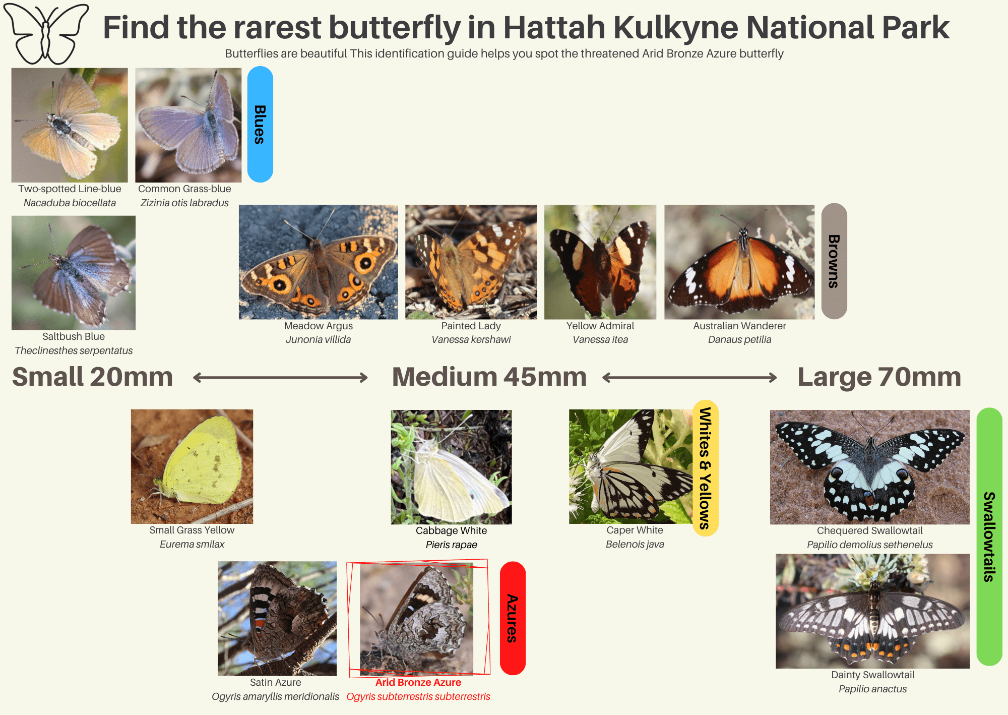 Spotting the rarest butterfly — Mallee Conservation