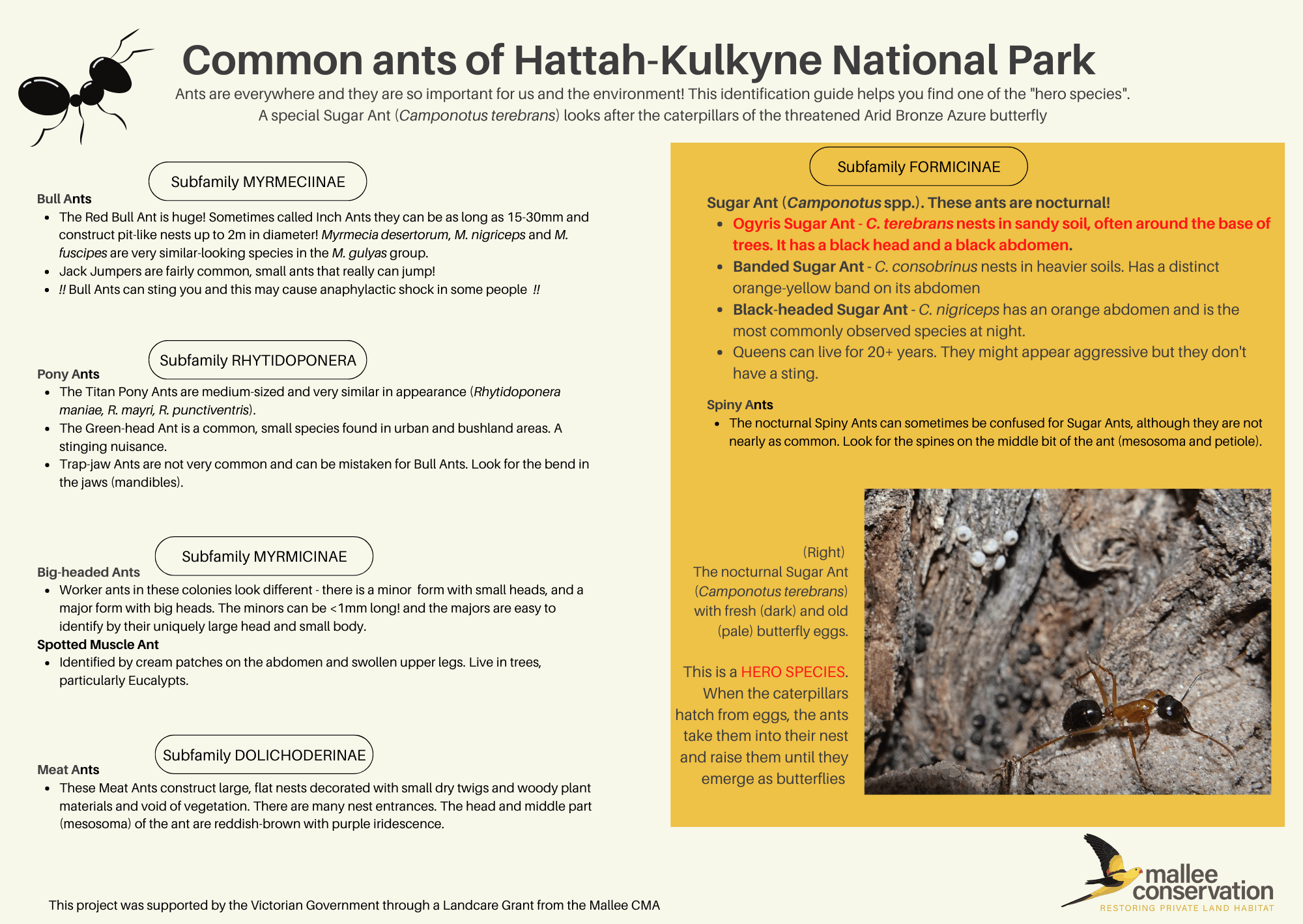 Searching for a hero ant — Mallee Conservation