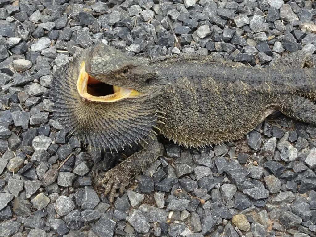 Bearded Dragons and Stumpytail lizards — Mallee Conservation