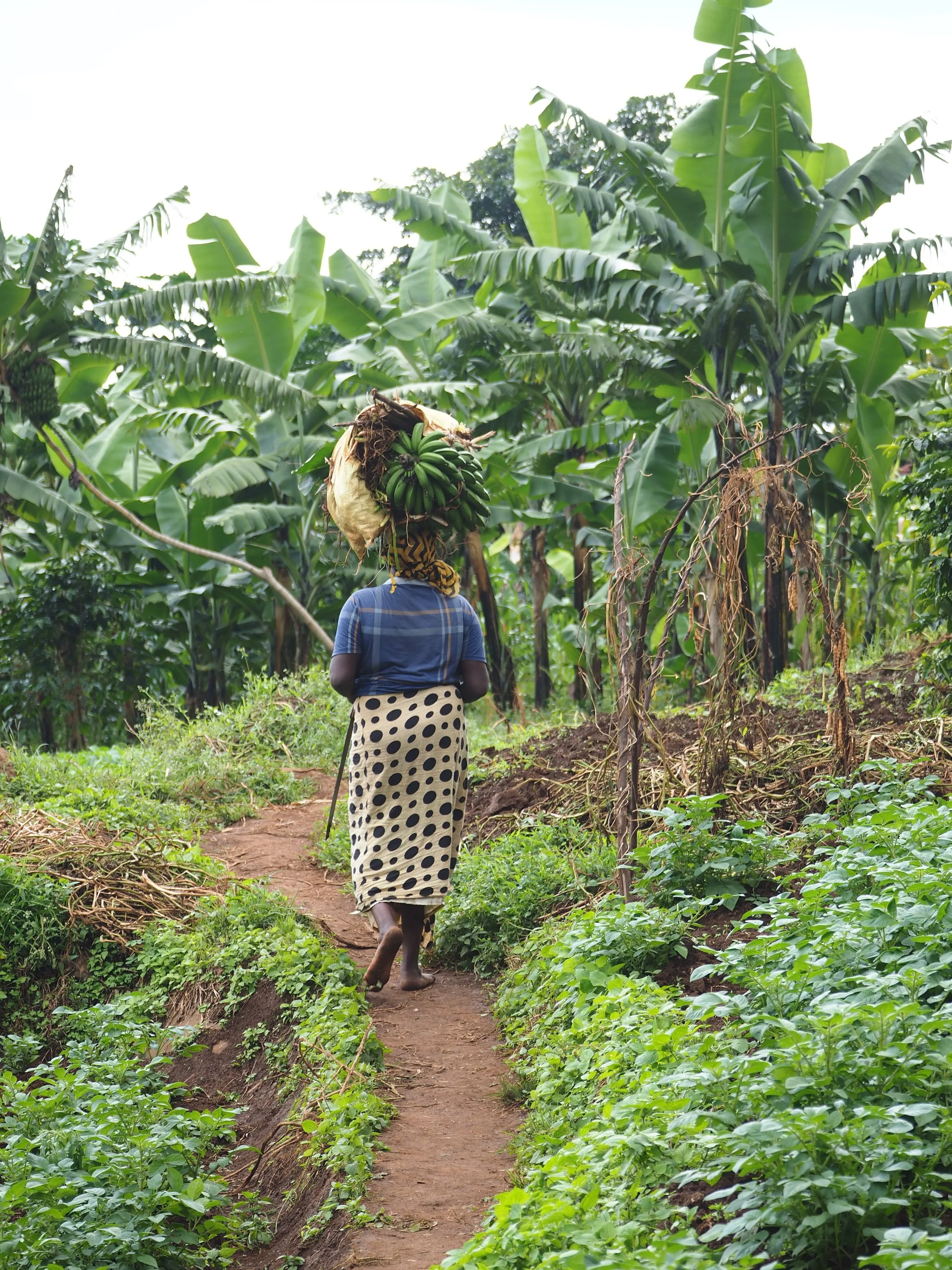 Growing a Better World: The Impact of Sustainable Agriculture on Our ...