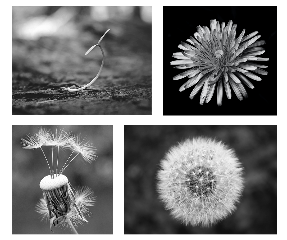 The Dandelion Philosophy
