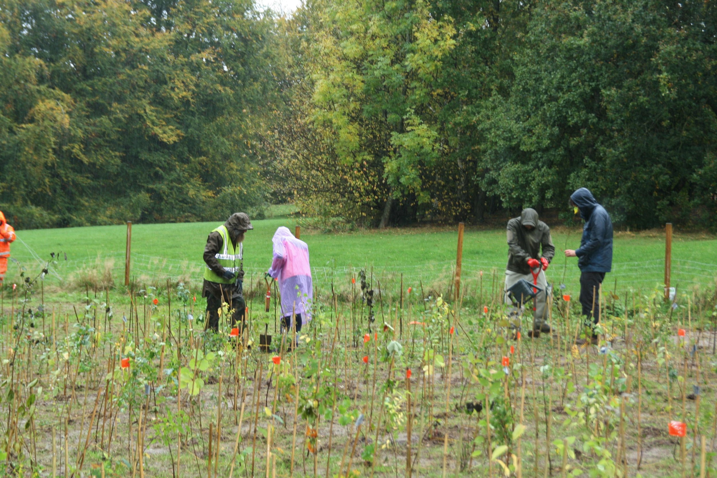 Trees, Trees and More Trees — Future Parks Accelerator