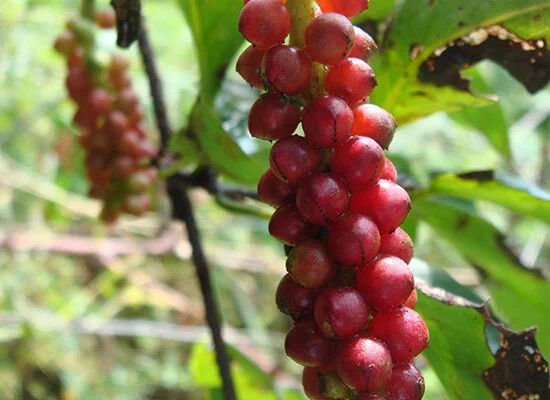 Denzil's expertise — Denzil Phillips International