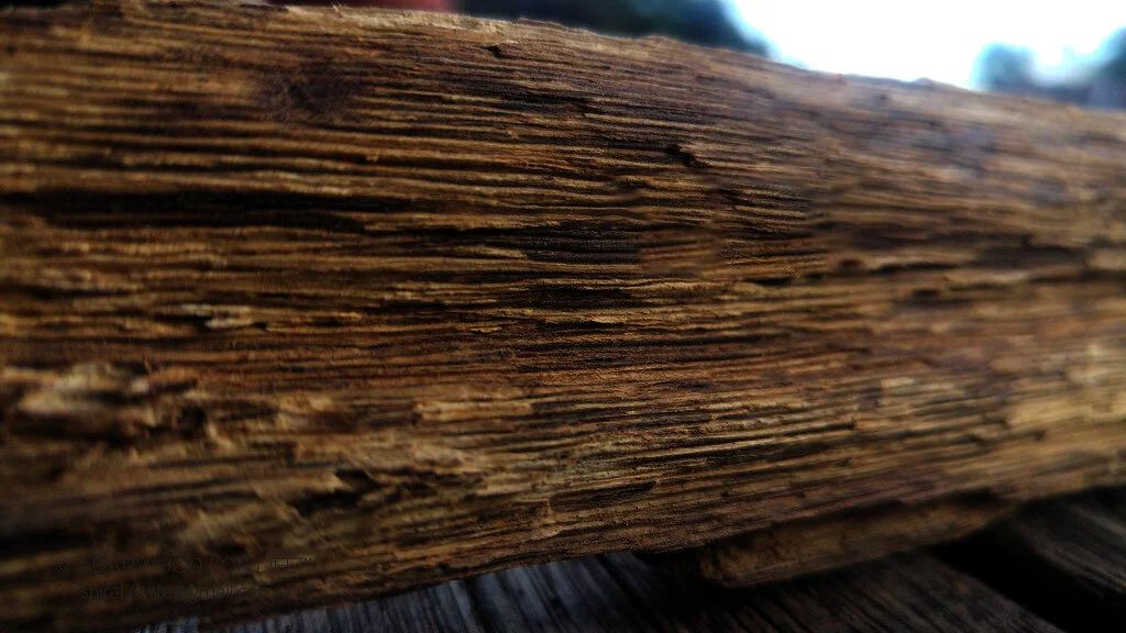 Wood of gods — Denzil Phillips International