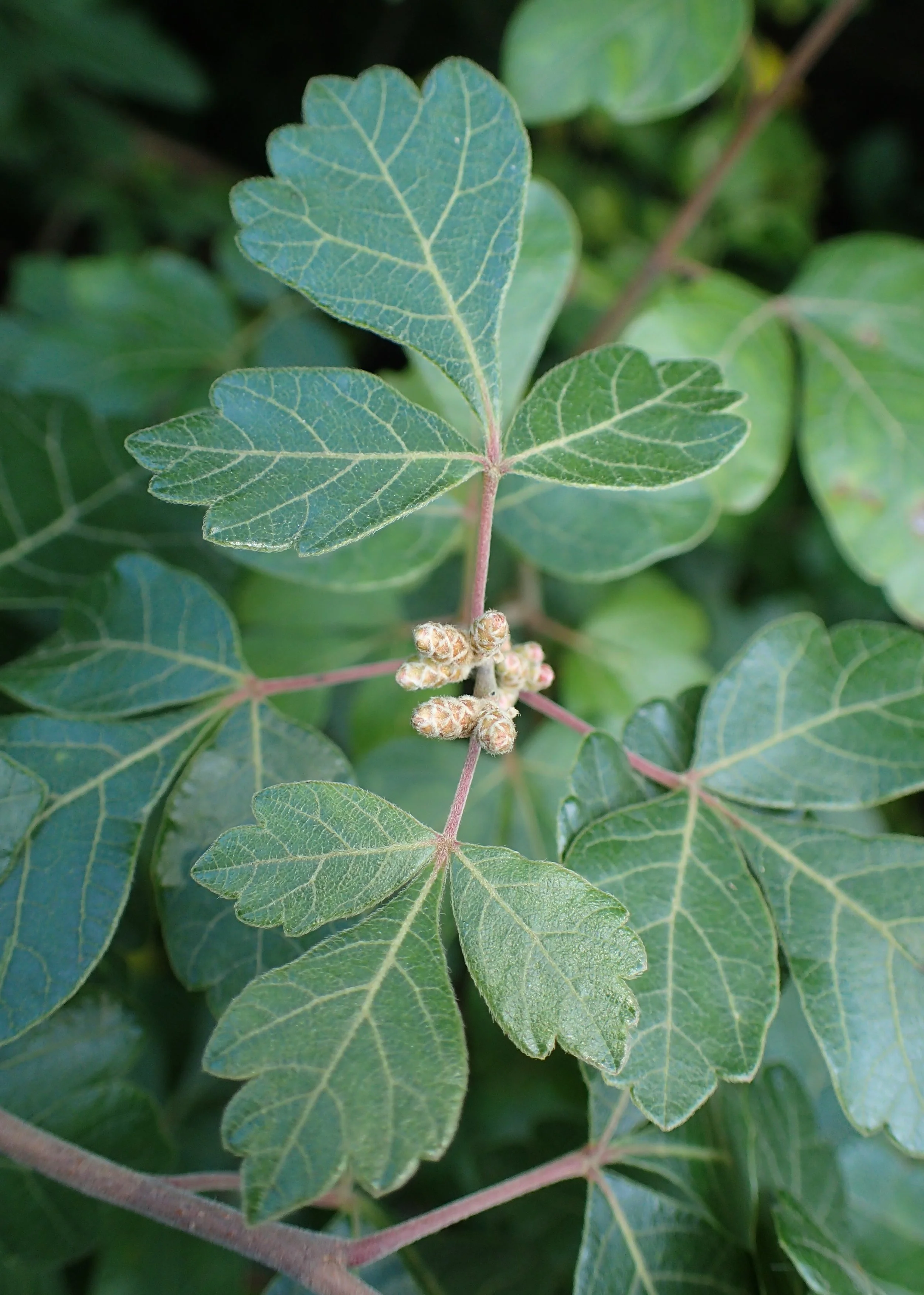 Native Plants — Geneva BID