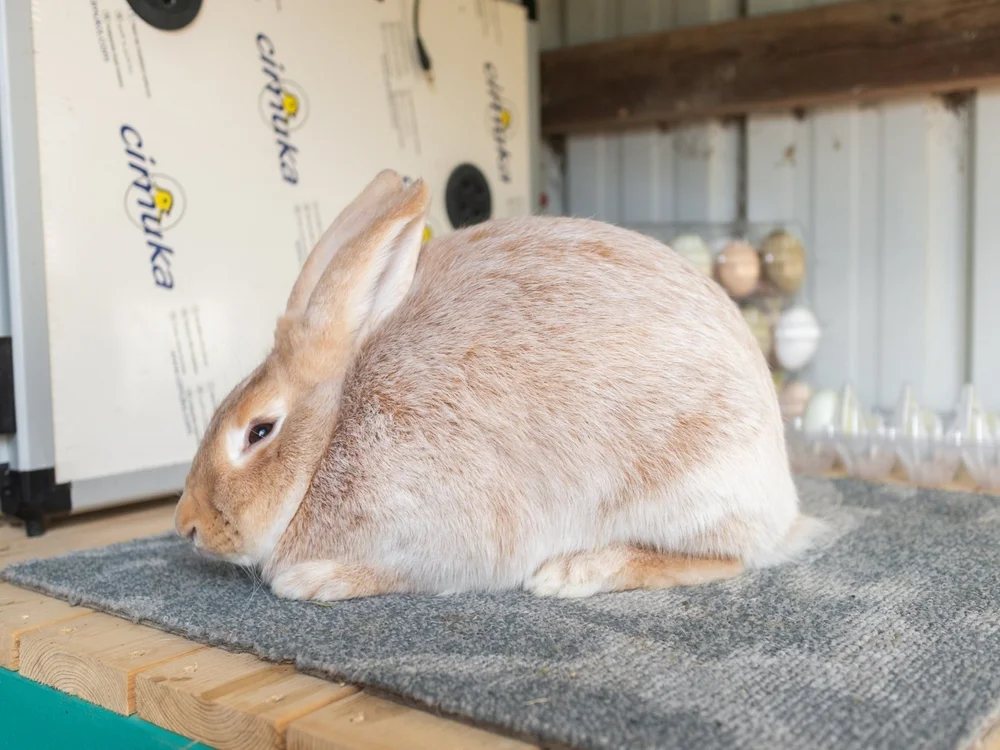 Rabbits — Teal Stone Homestead