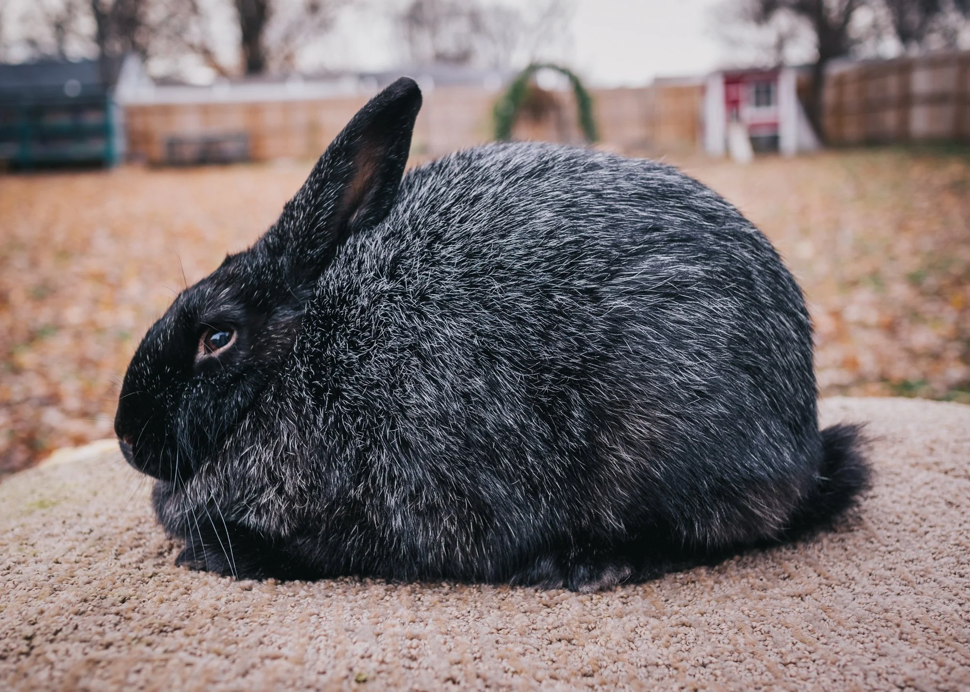 Rabbits — Teal Stone Homestead