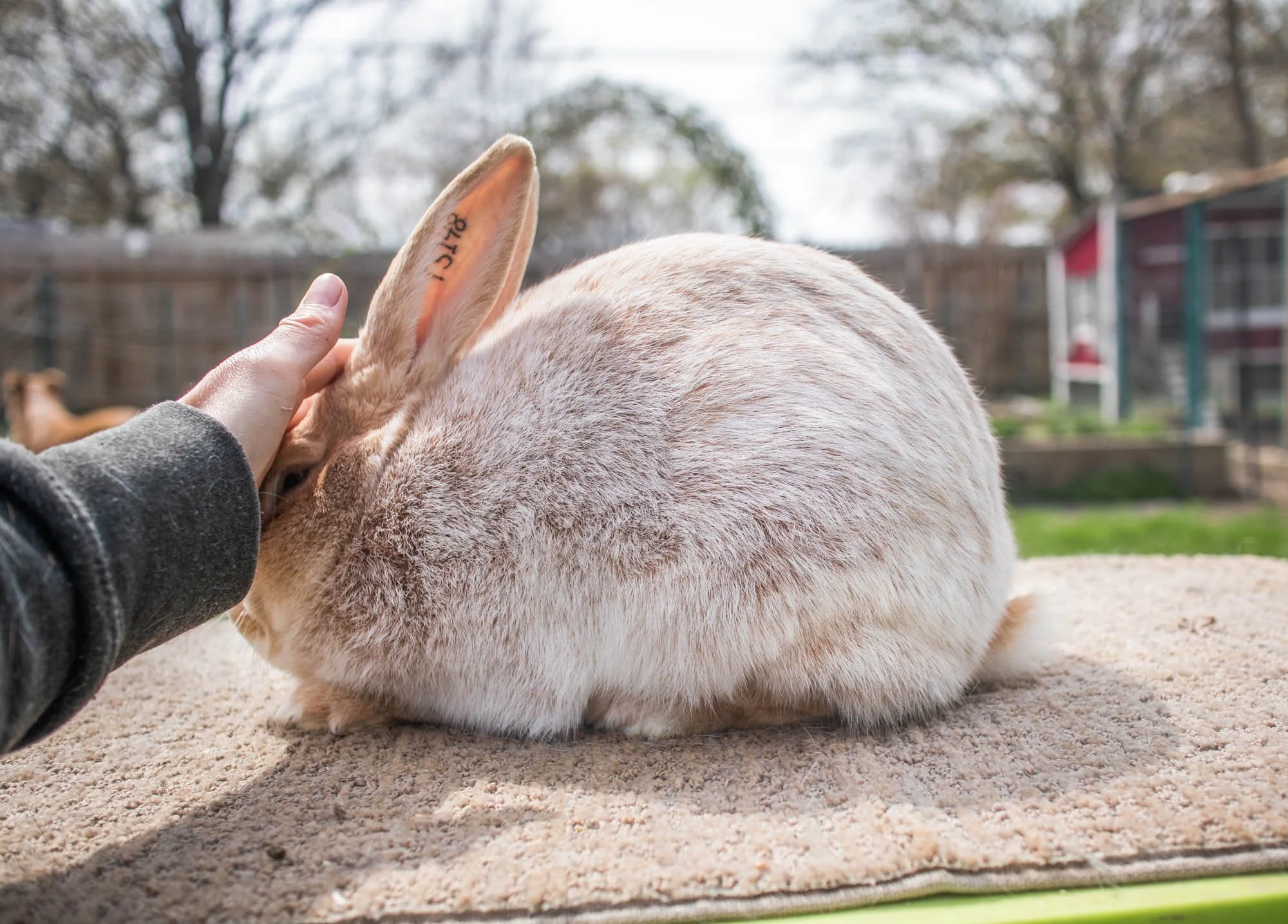 Rabbits — Teal Stone Homestead