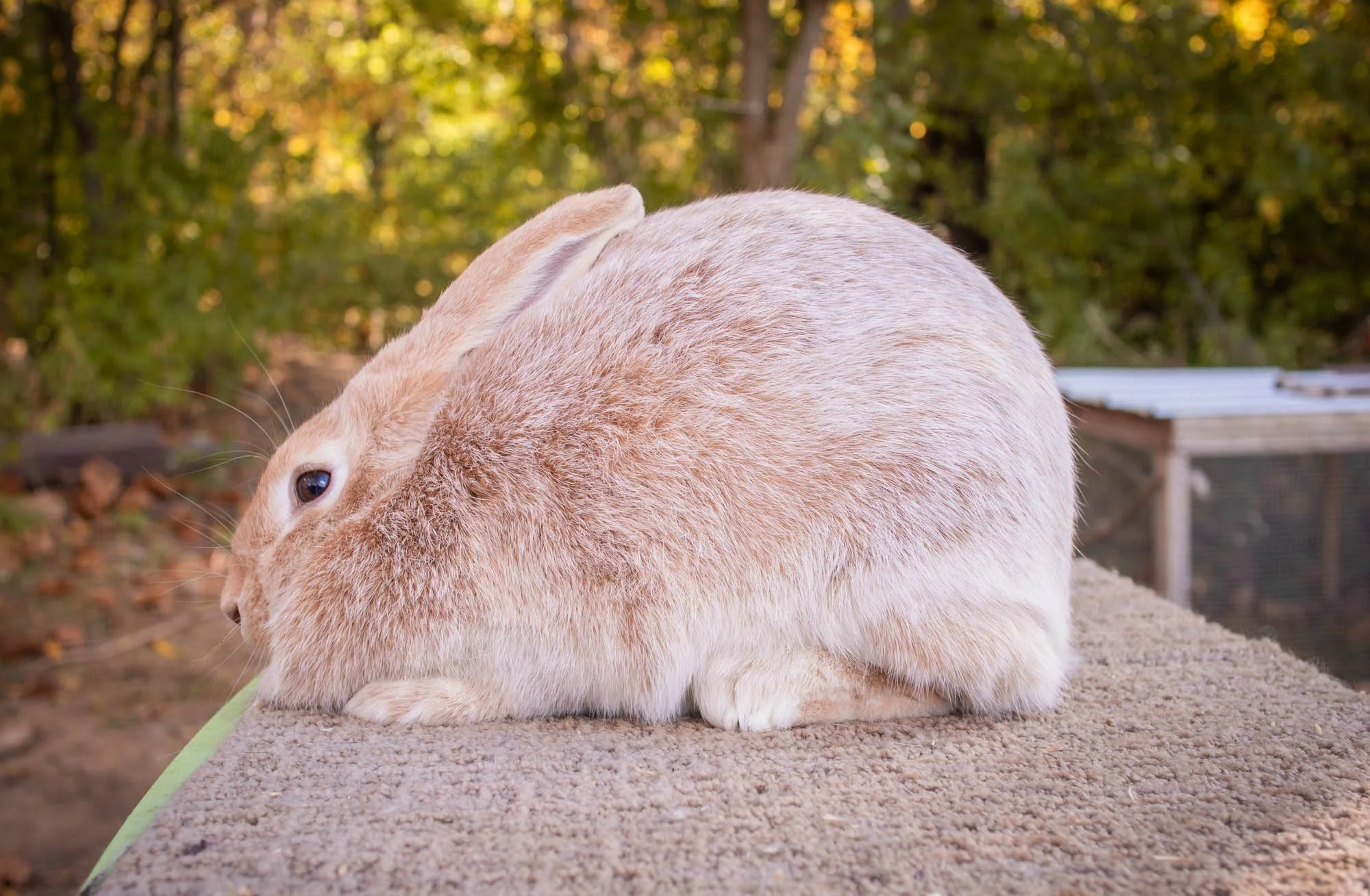 Rabbits — Teal Stone Homestead
