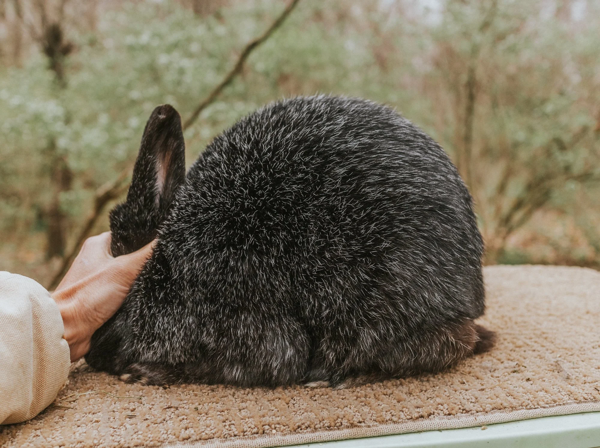 Rabbits — Teal Stone Homestead