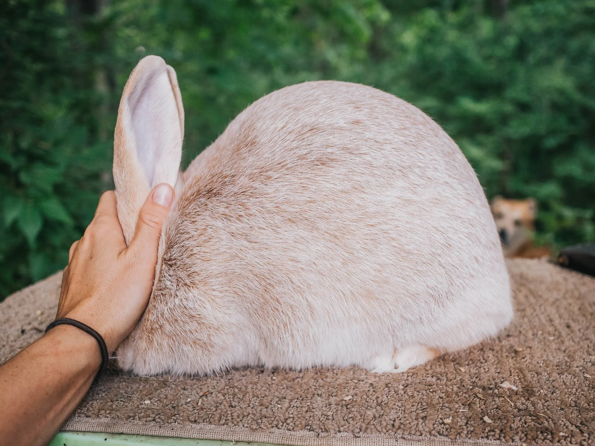 Rabbits — Teal Stone Homestead