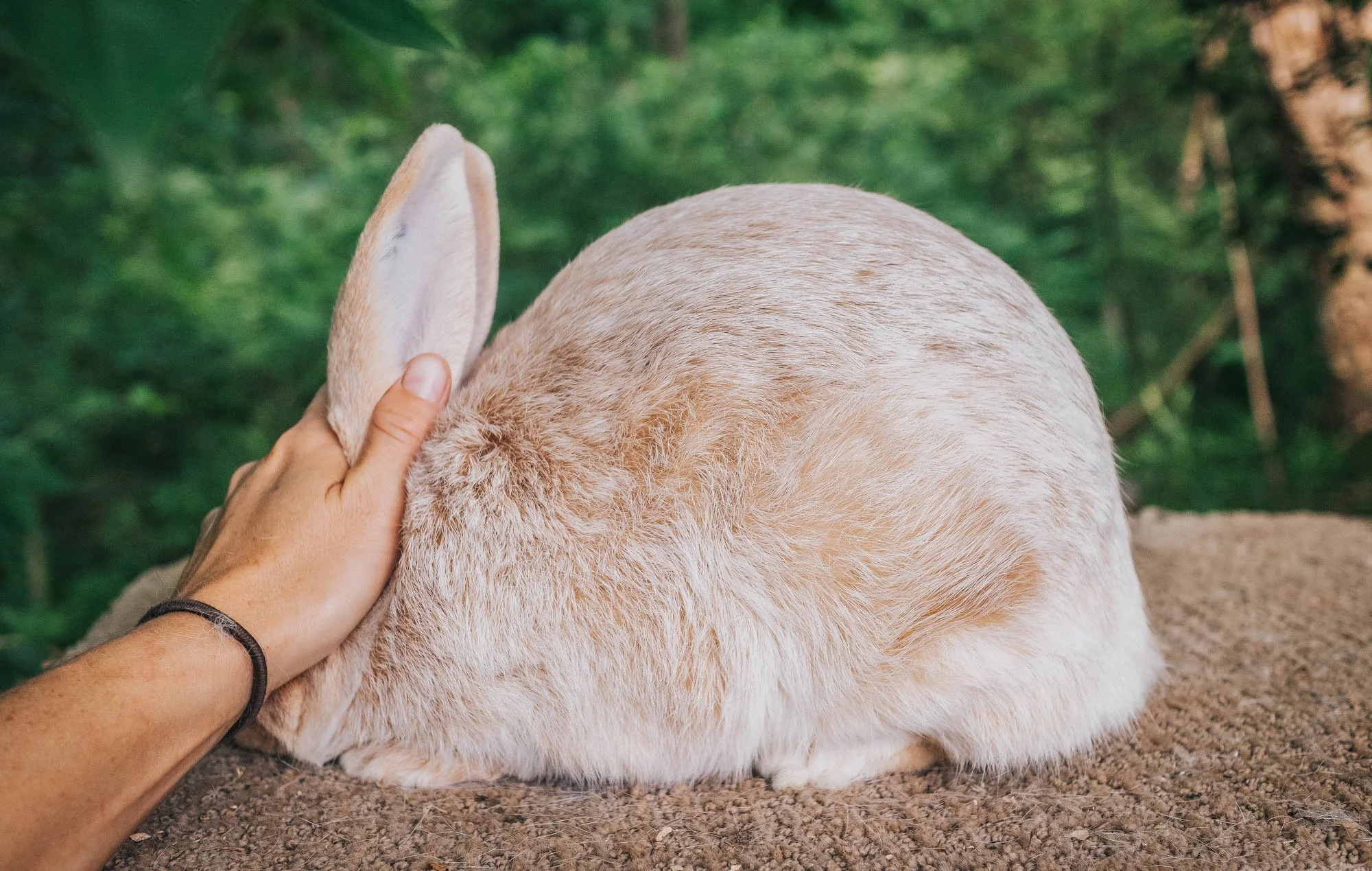 Rabbits — Teal Stone Homestead
