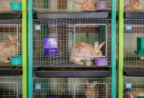 Creating Triple-Stacked Cage Frames for the Rabbitry — Teal Stone Homestead