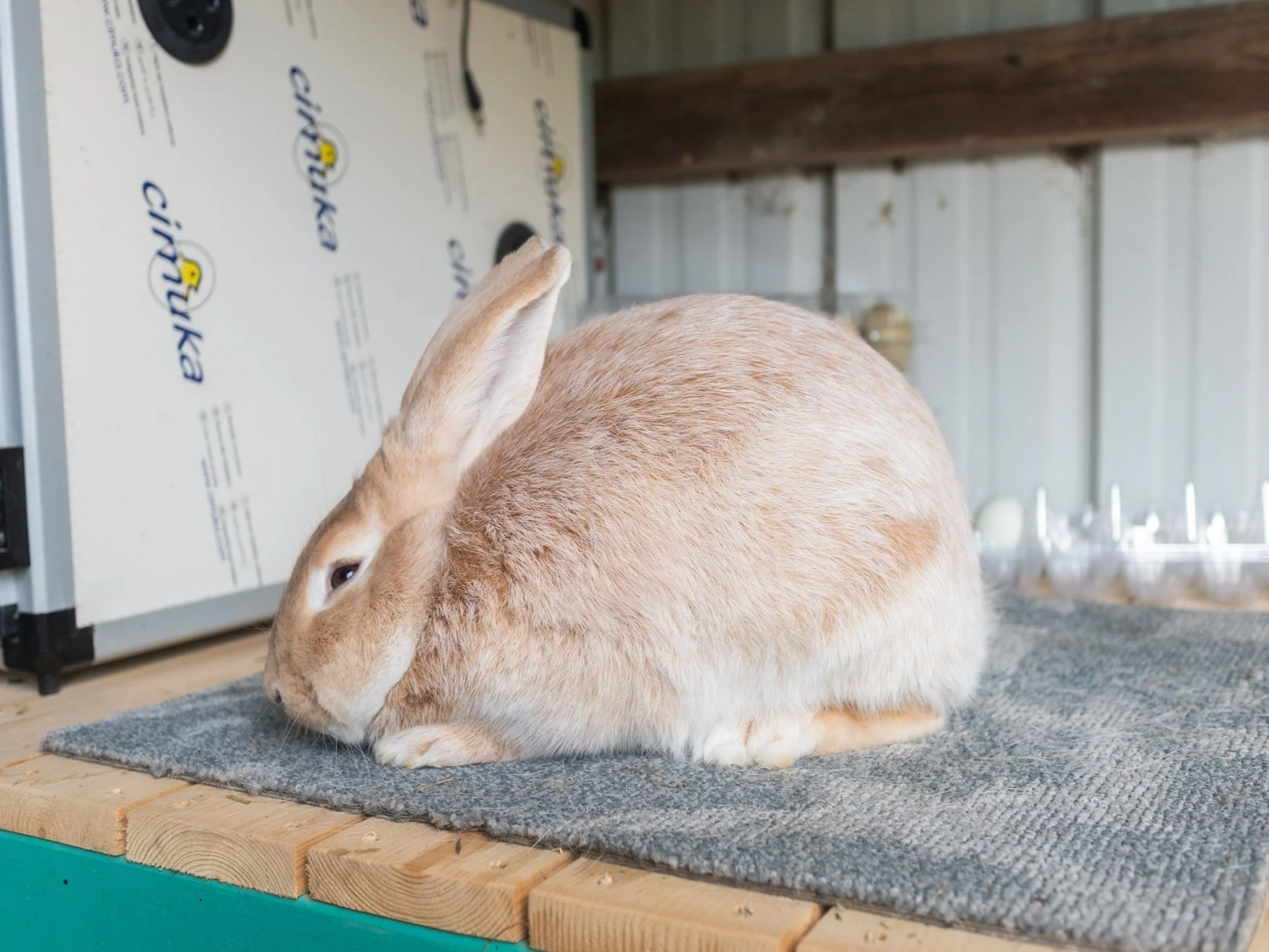 Rabbits — Teal Stone Homestead