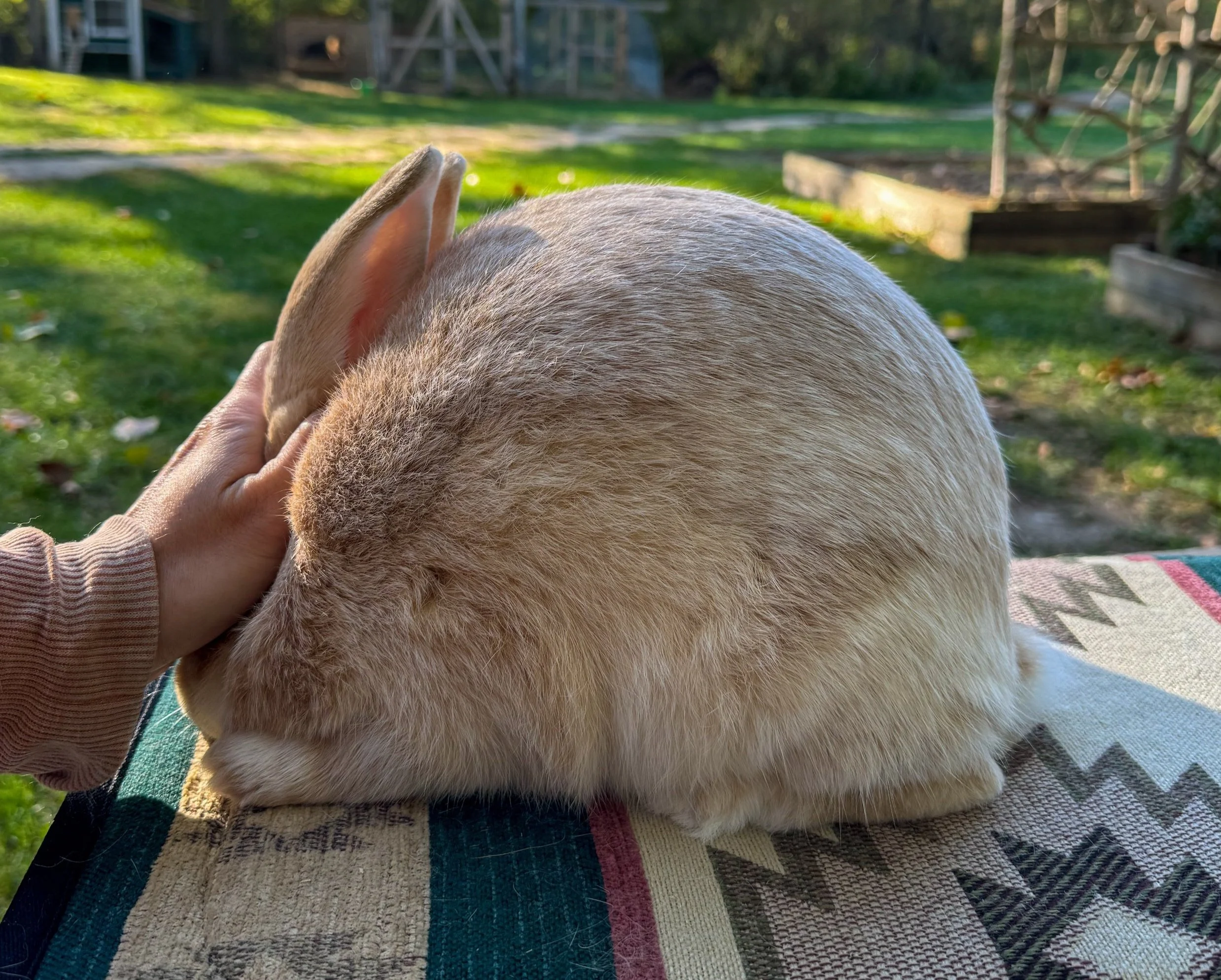 Rabbits — Teal Stone Homestead