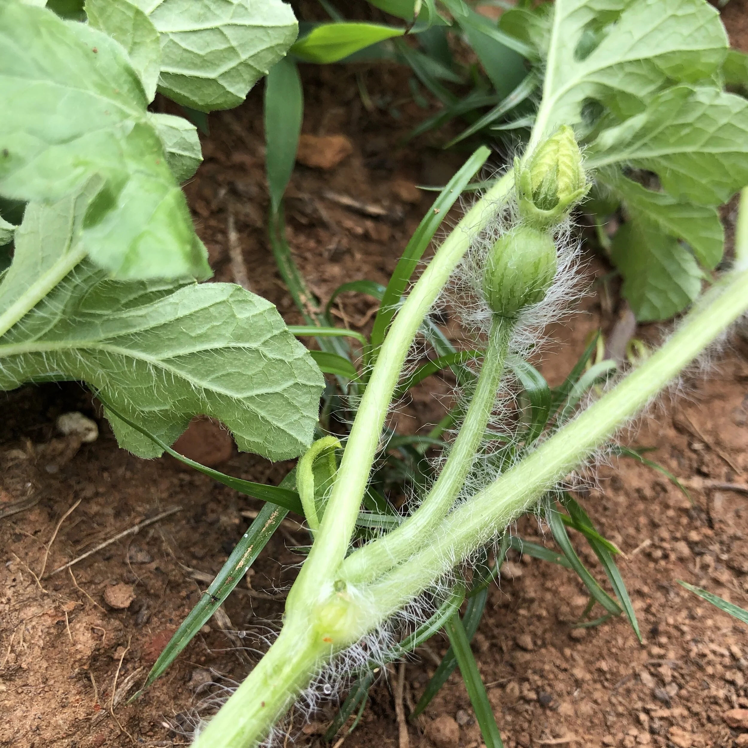 Baby Watermelon Plant