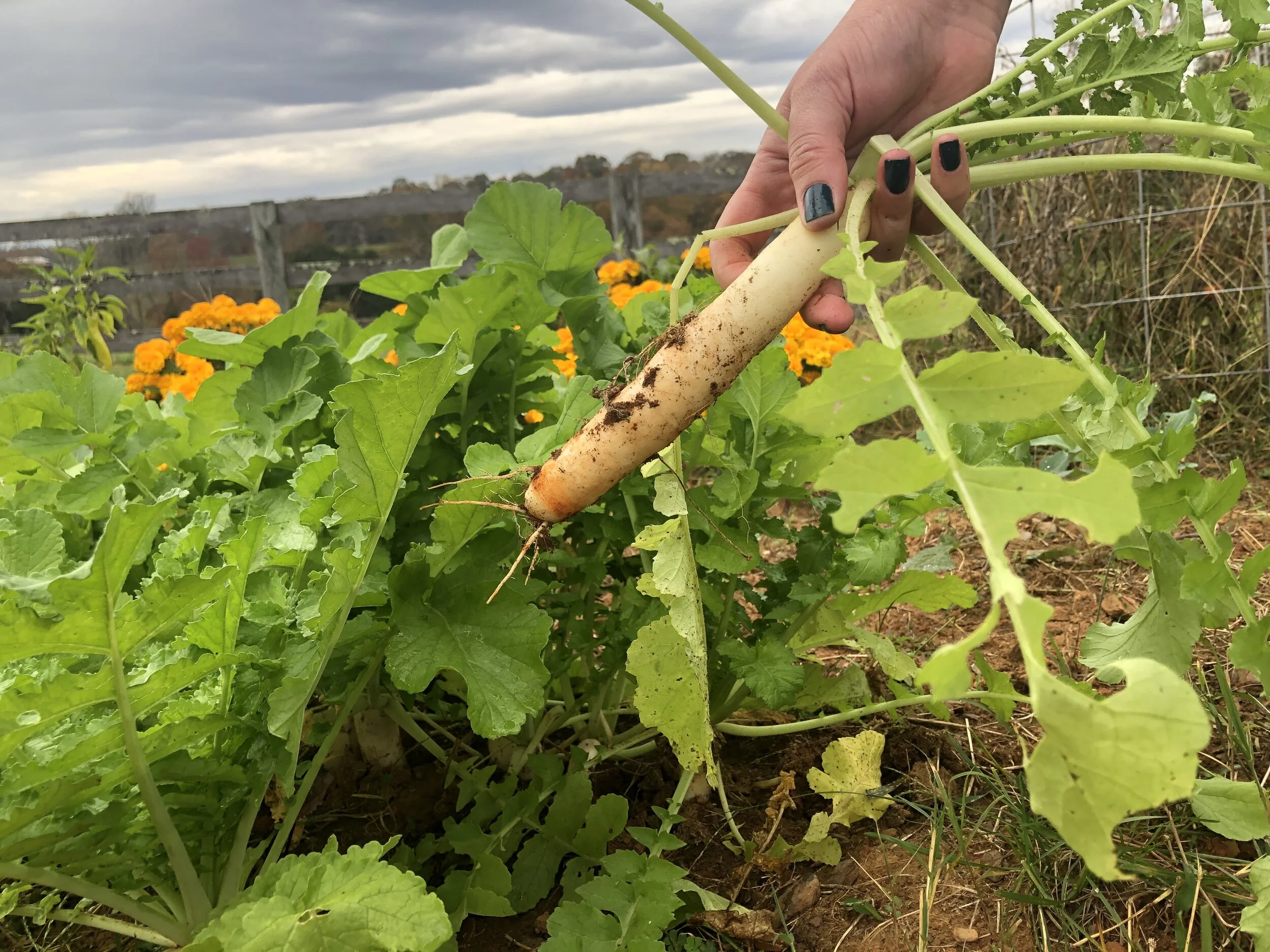 Green Daikon