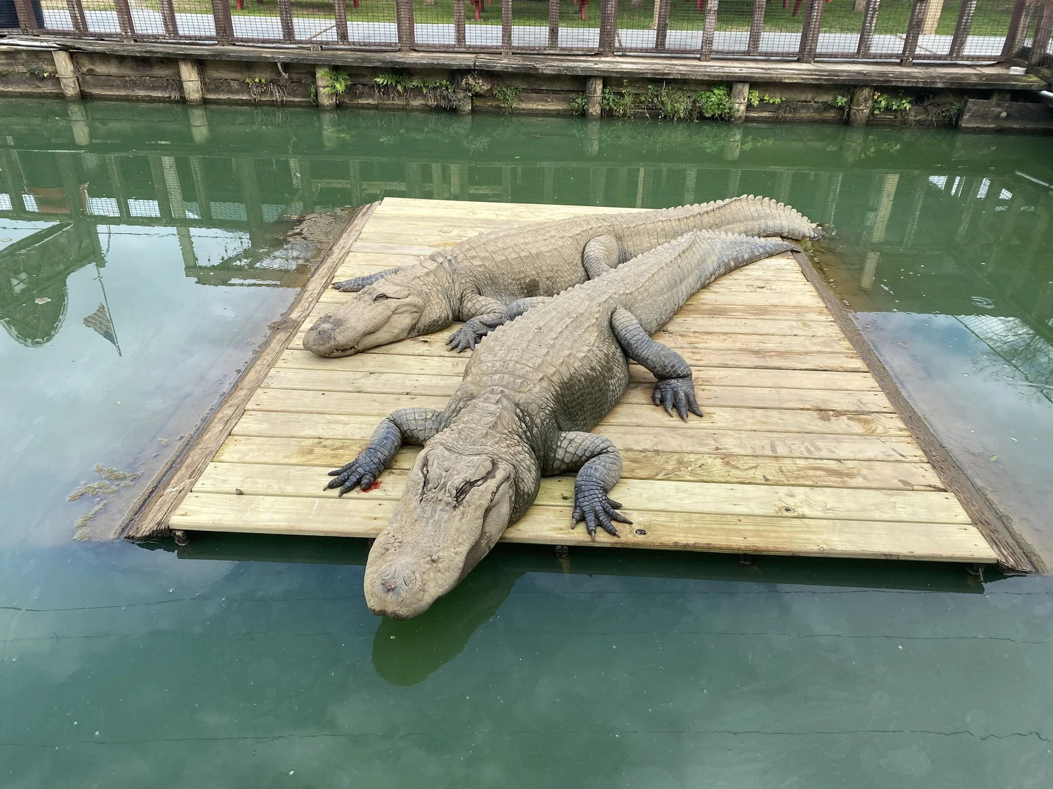 Gator Country Louisiana