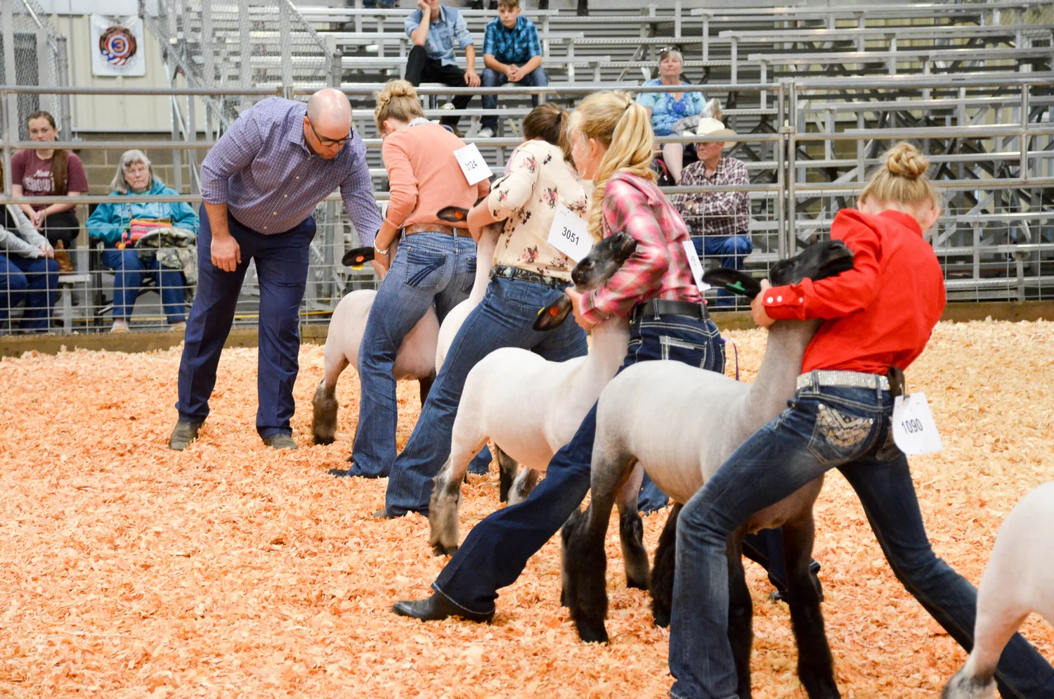 Sheep & Lamb Show Feeds — Southern Oregon Feed and Mineral