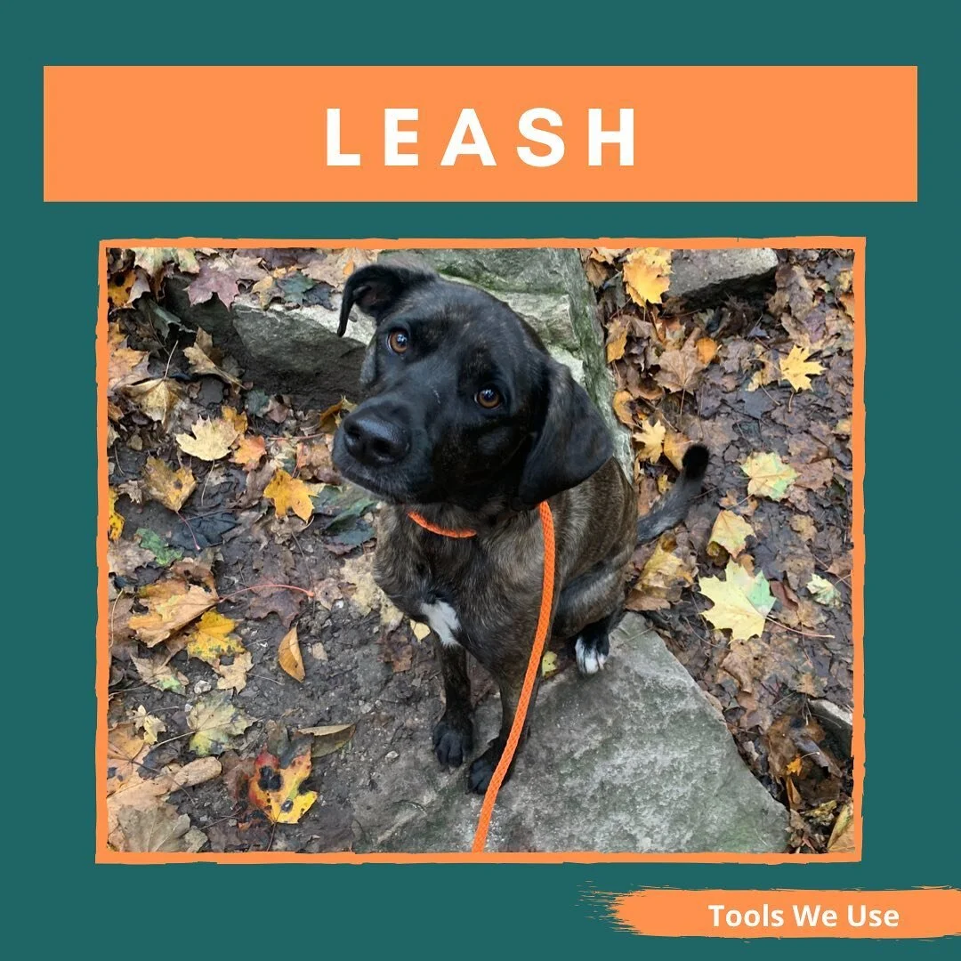 Balanced Behaviour Dog Training