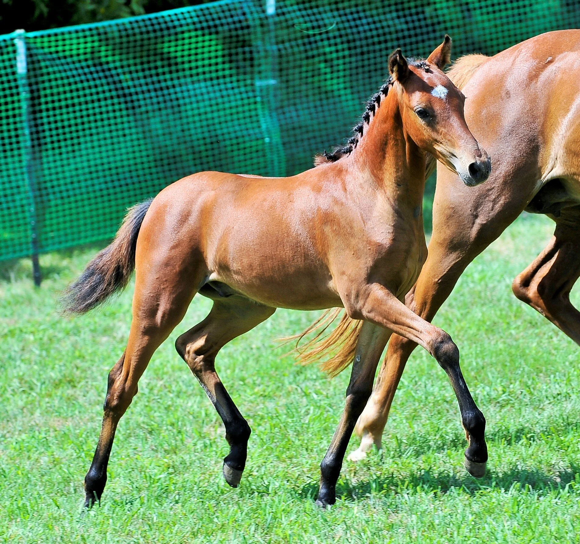 Fox Creek's Donatello — Fox Creek Farm