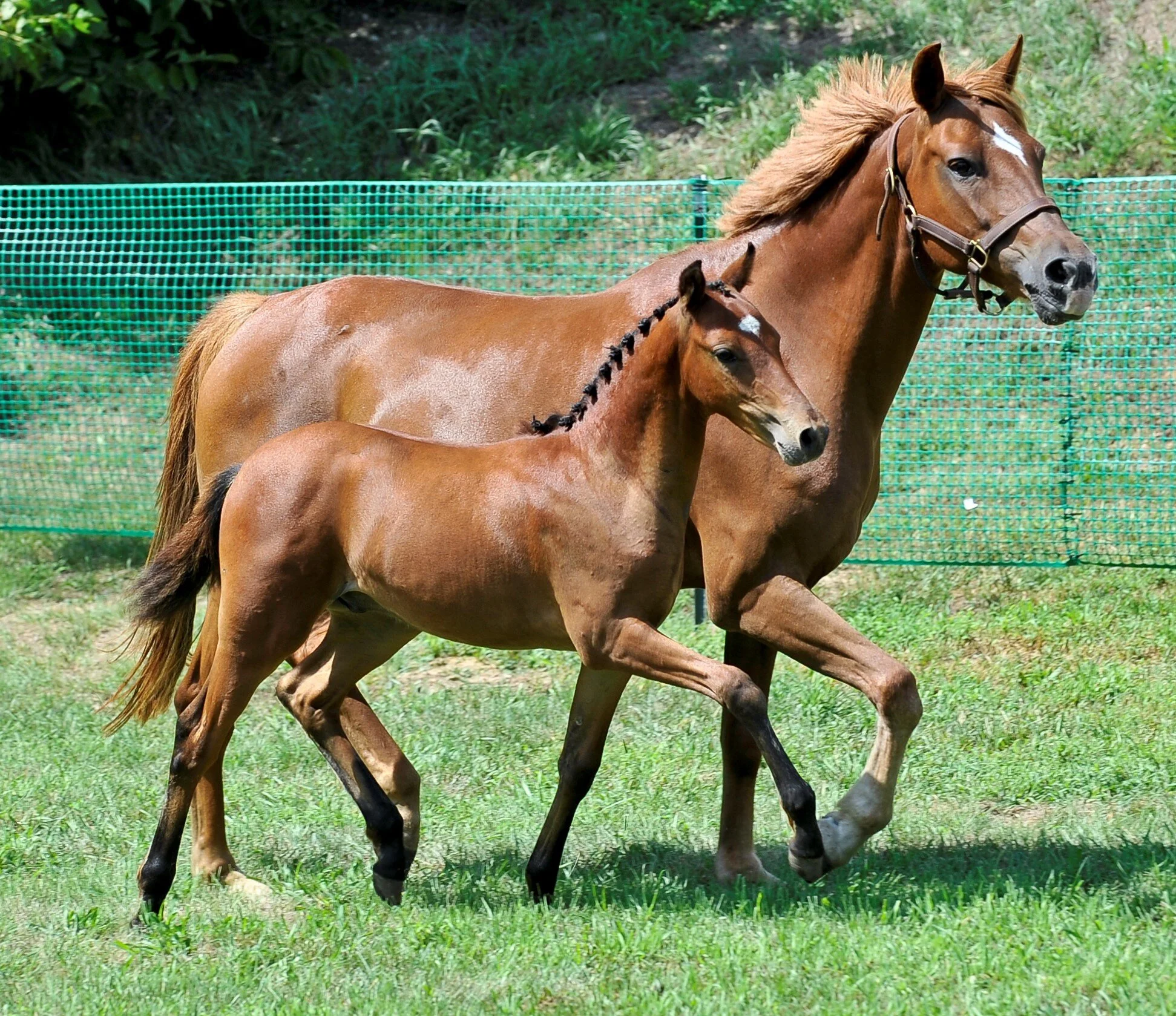 Fox Creek's Donatello — Fox Creek Farm