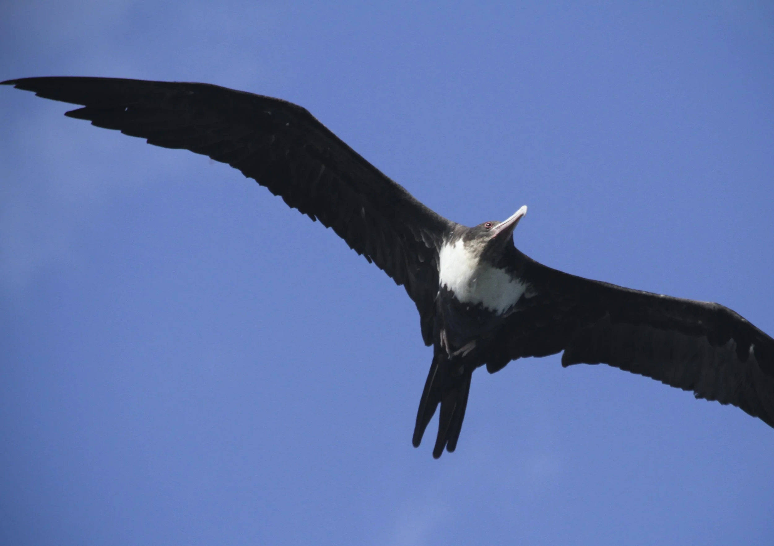 Kilauea Point NWR — Friends of Kauai Wildlife Refuges - Visiting ...