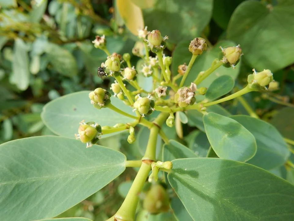 Native Plants — Friends of Kauai Wildlife Refuges - Visiting Kilauea ...