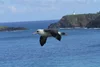 Moli — Friends of Kauai Wildlife Refuges - Visiting Kilauea Point ...