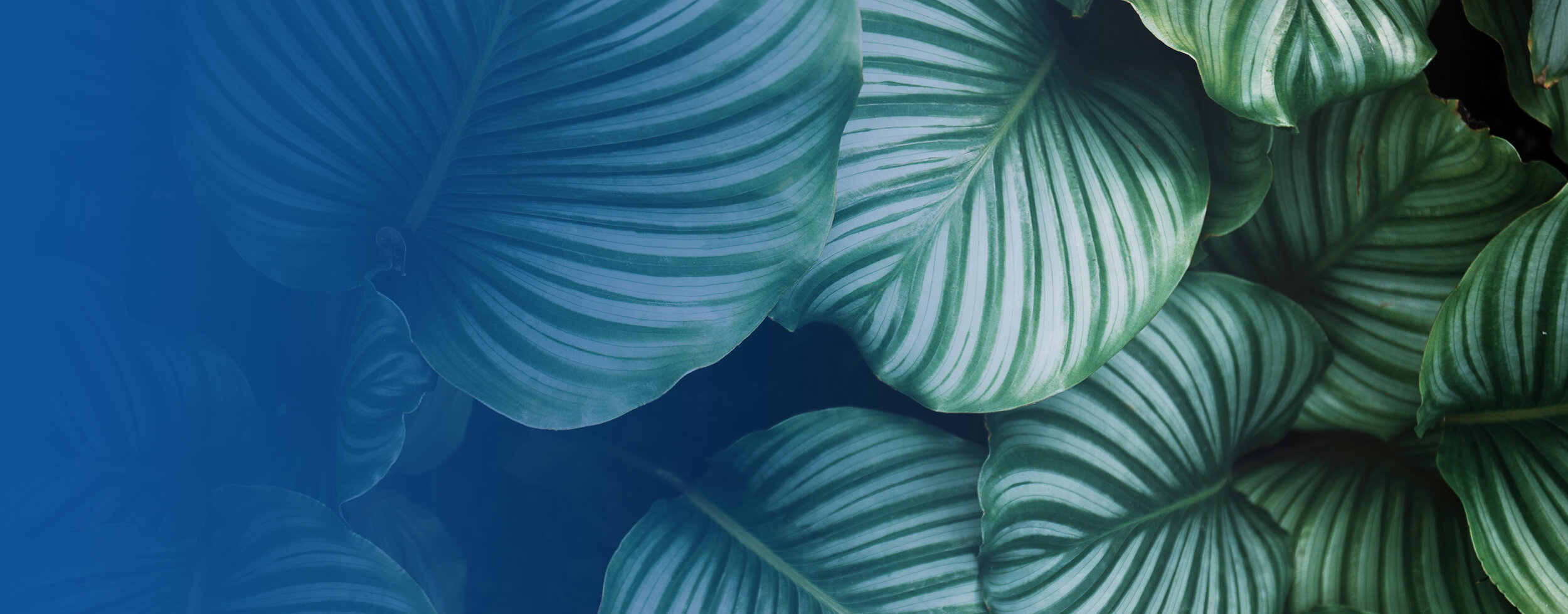 Curriculum — Roots ConnectED