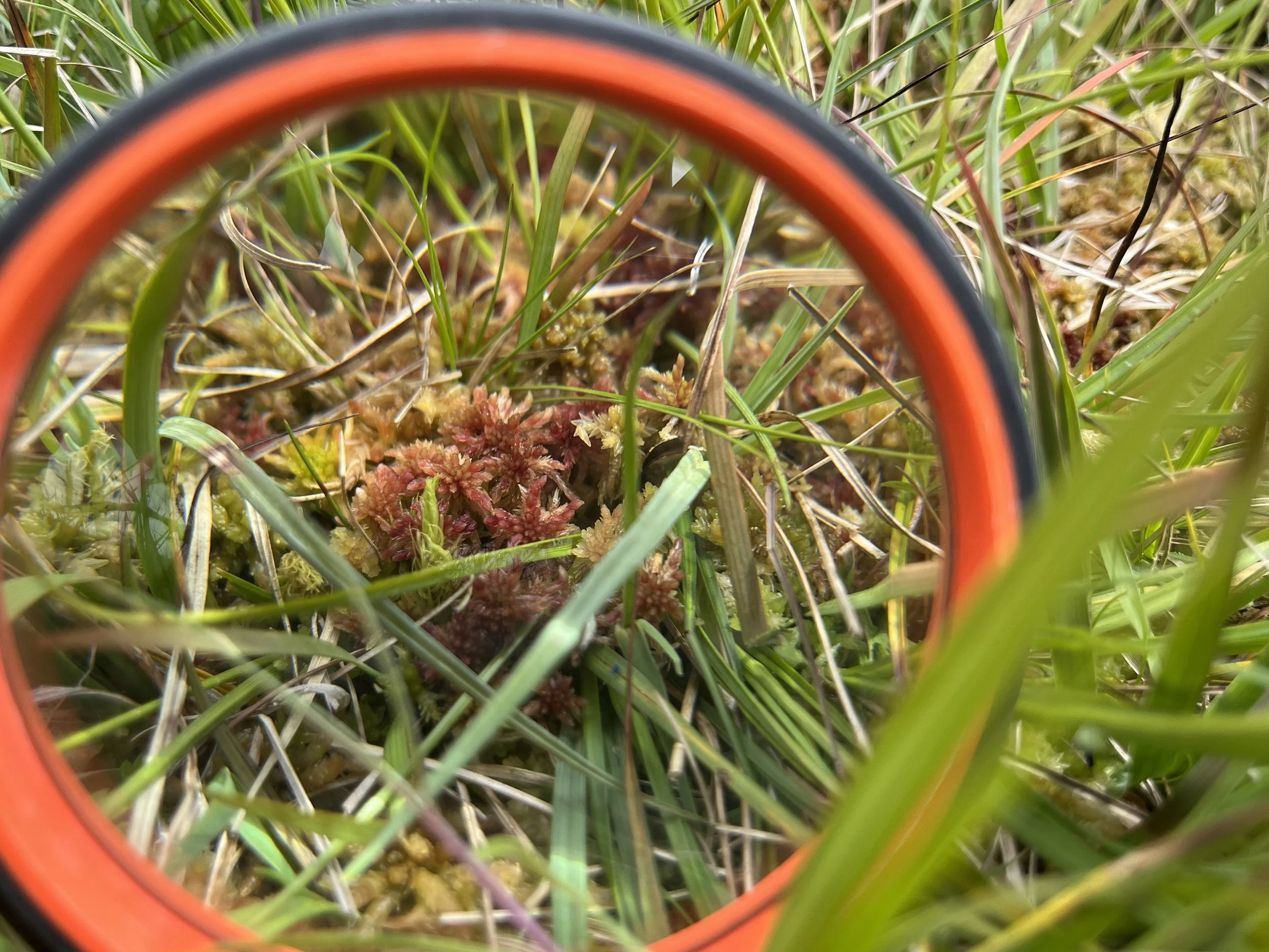Mosses (and wildlife) galore in the sunshine at Challacombe Farm — The ...