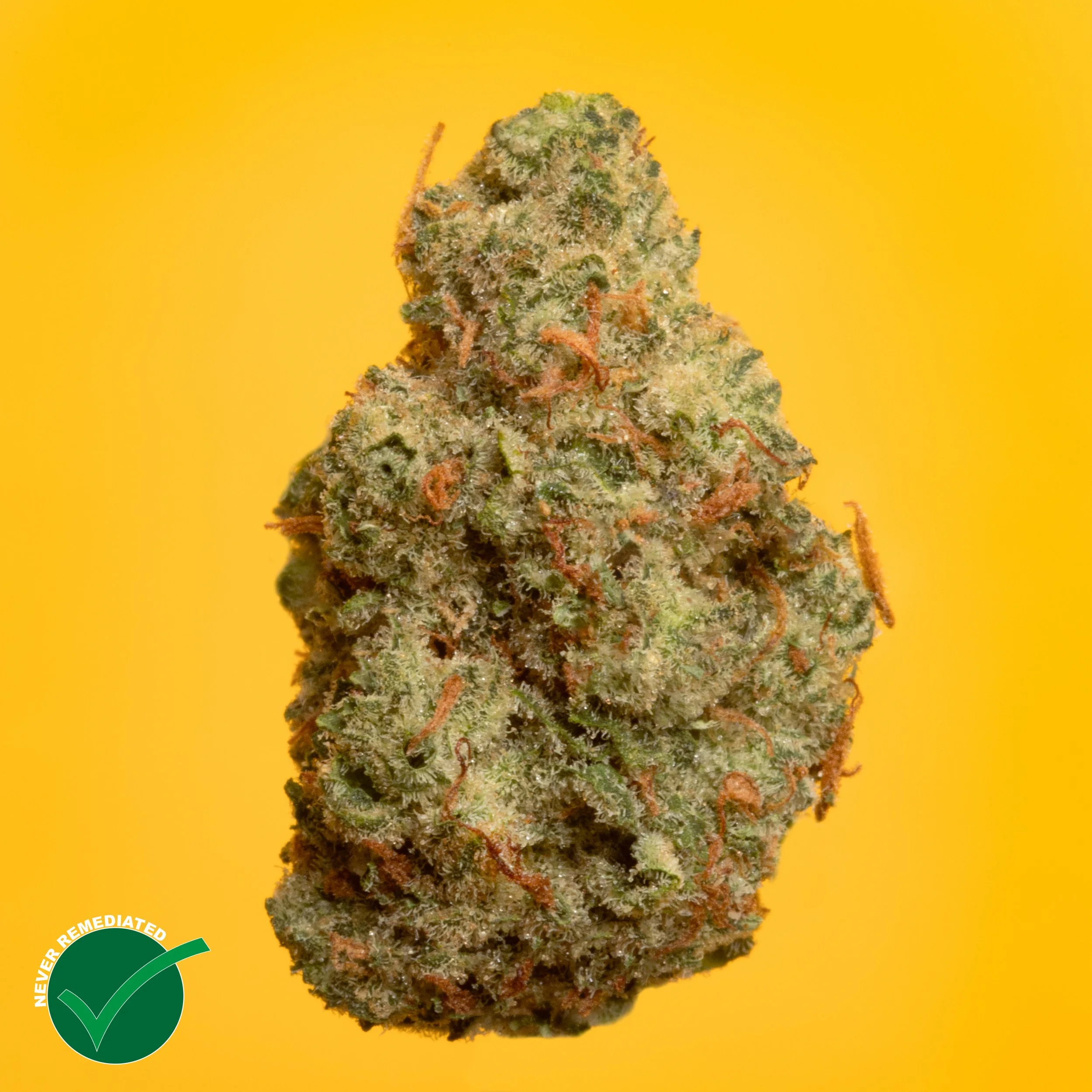 Grand Papi's Chillemon — THERAPLANT