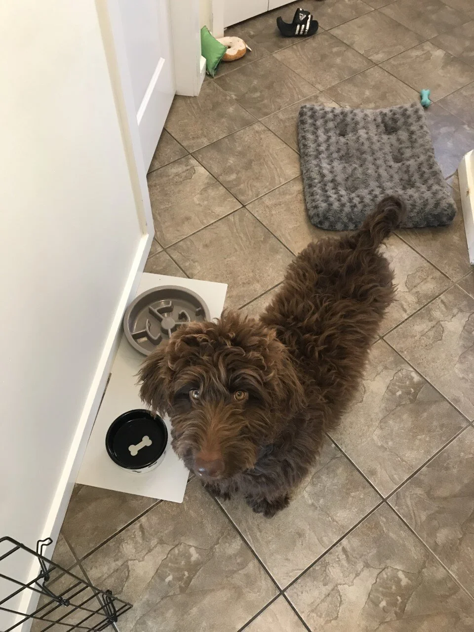 Playtime — Taming Cerberus