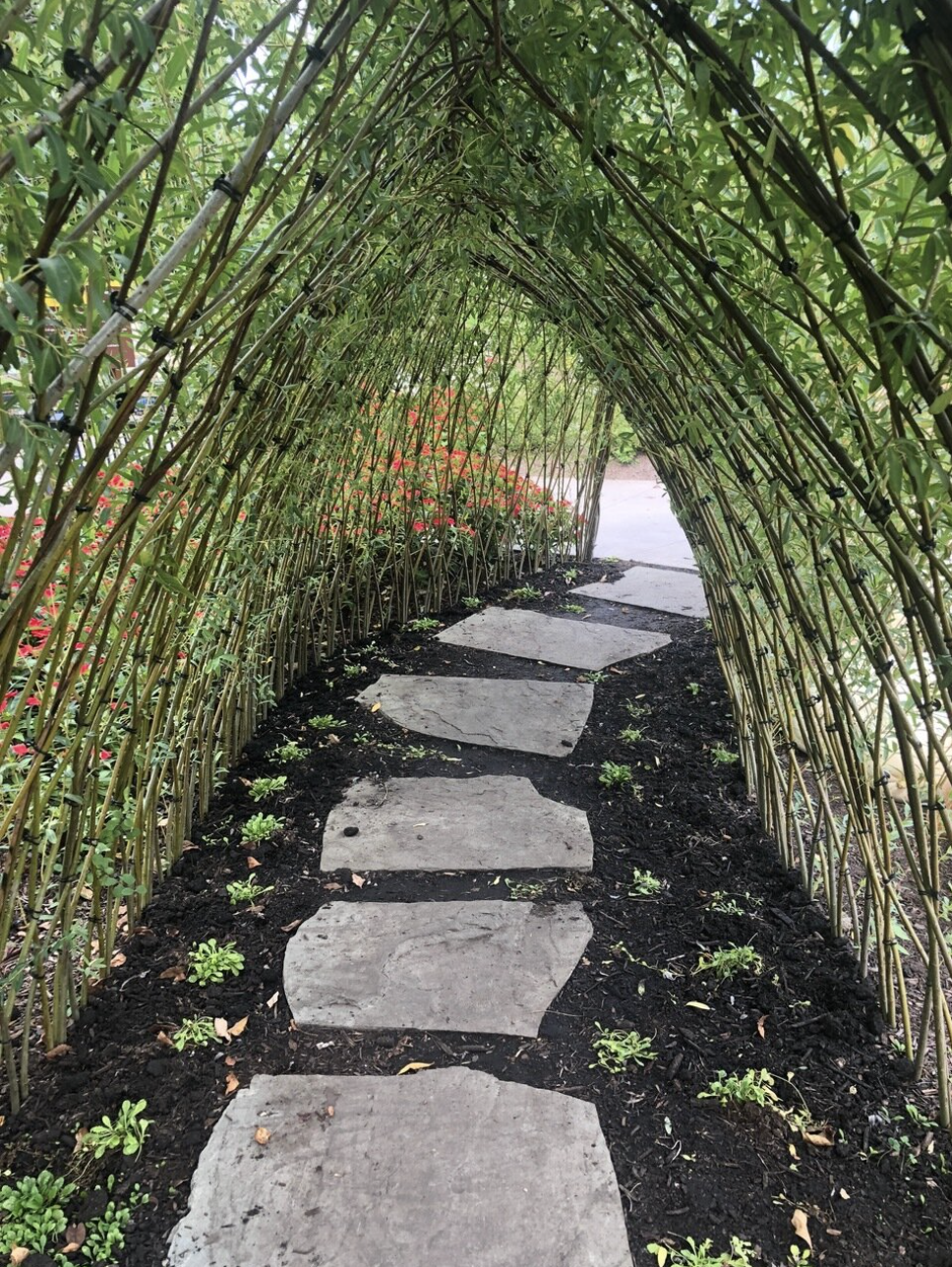 Large Willow Cuttings For Sale | Grow Your Own Living Willow Structures ...