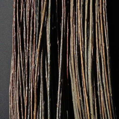 Willow Species | Types of Willow — LIVING WILLOW FARM